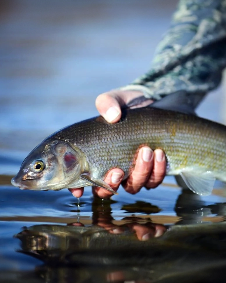 Rocky Mountain Whitefish - Canmore Fishing Adventures